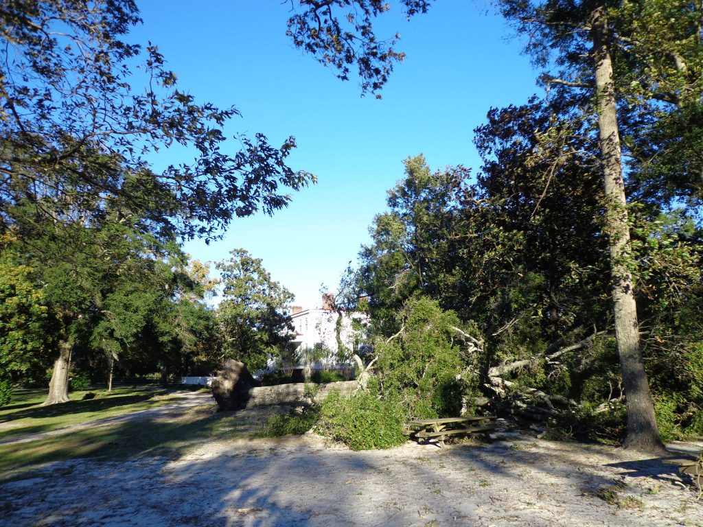 Restoring the Canopy | Poplar Grove Plantation